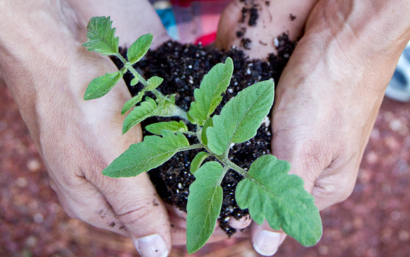 Seed-Saving Tips for the Garden - AGCO FarmLife