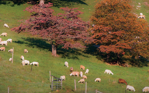 Home - AGCO FarmLife
