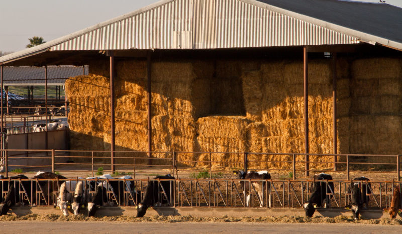 Expert Tips For Storing and Sorting Hay - AGCO FarmLife