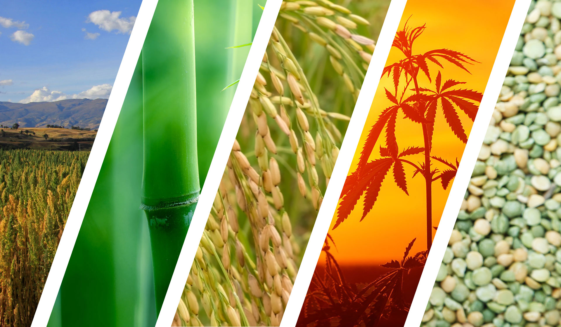 Sprouting Potential: Top 5 Emerging Crops in 2019 - AGCO FarmLife